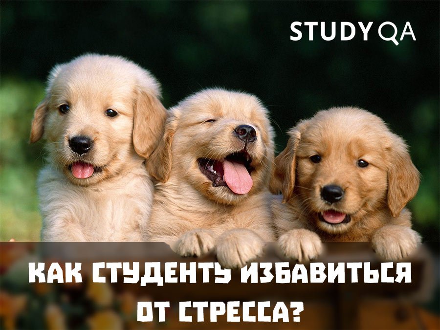 StudyQA — Students at a British university relieved stress by cuddling ...